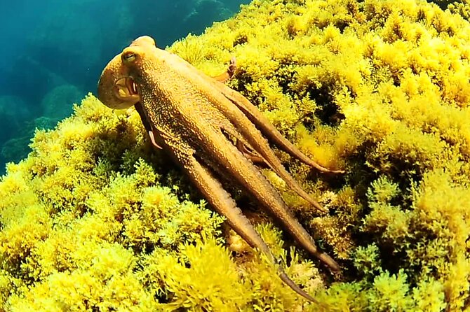 Ibiza Snorkeling Beach and Cave Cruise Tour - Traveler Feedback and Memorable Experiences