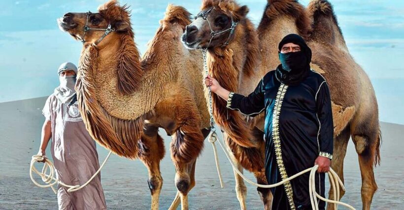 Ica: Dromedaries | swimming pool, games, mini-farm | - Discovering the Dunes and Beyond: What the Tour Offers