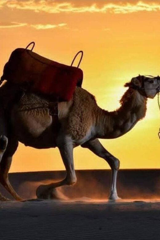 Ica: Dromedaries | swimming pool, games, mini-farm | - Final Thoughts: Is This Tour Worth It?