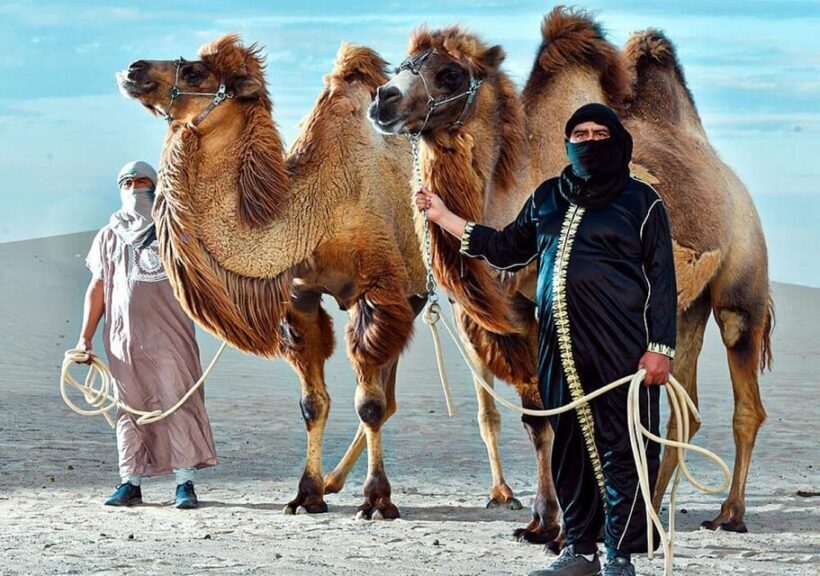 Ica: Dromedaries | swimming pool, games, mini-farm | - FAQ