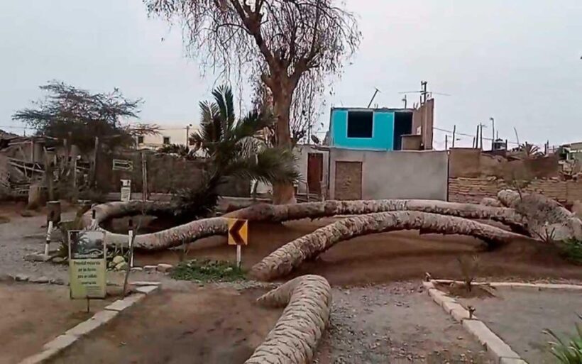 Ica Explora: Discover the Magic of Ica in a Day+Wine Tasting - Introduction: A Well-Rounded Day in Ica