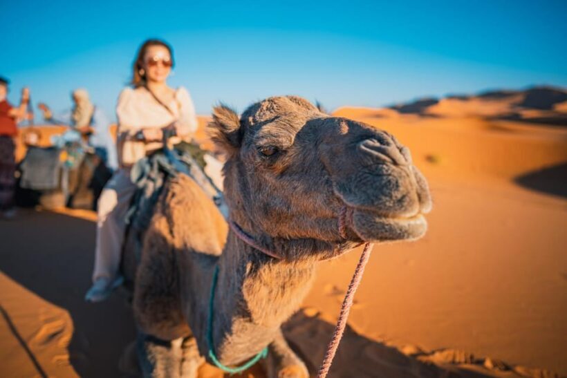 Ica / Huacachina: Camel Ride in the Peruvian Desert - Key Points