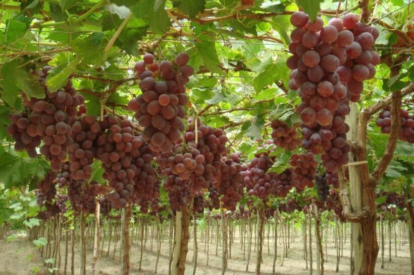 Ica: Pisco Route | Tacama, Arrabal, Bodega Lovera | - FAQ