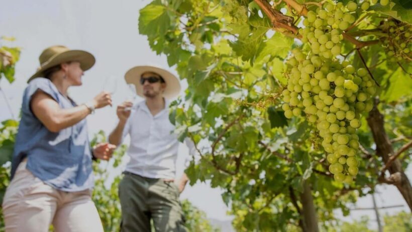 Ica: Pisco Tour | Tacama, Arrabal, Bodega Lovera | - Final Thoughts: Does the Ica Pisco Tour Offer Good Value?