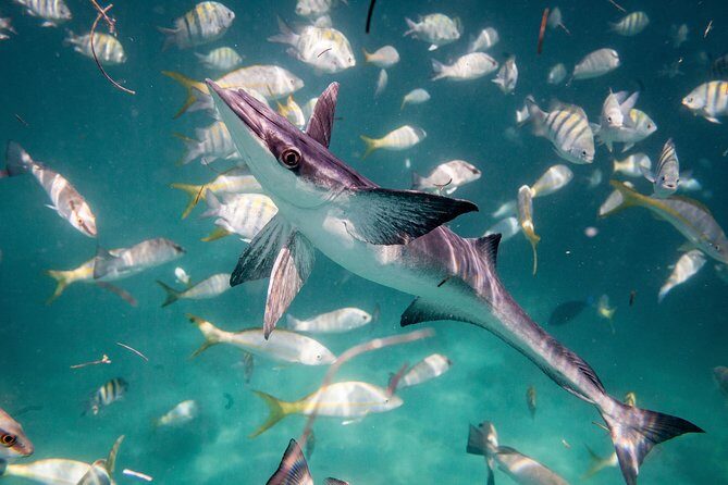 Icacos Deserted Island Catamaran, Snorkel, and Picnic Cruise - Practical Tips for Travelers