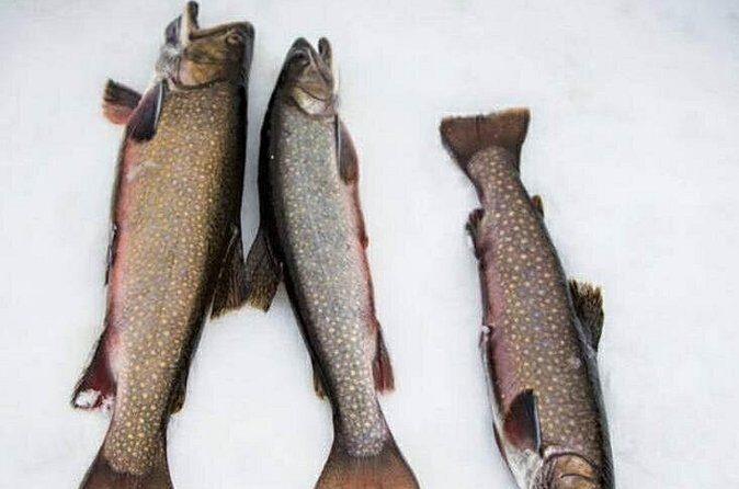 Ice fishing - Who Should Consider This Experience?