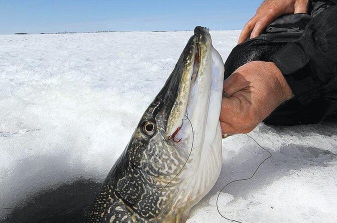 Ice Fishing Tour from Fairbanks - The Sum Up: Is This Tour for You?