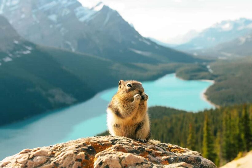 Icefields Parkway Glacier Adventure + Columbia Skywalk - An Authentic Look at the Icefields Parkway Glacier Adventure + Columbia Skywalk