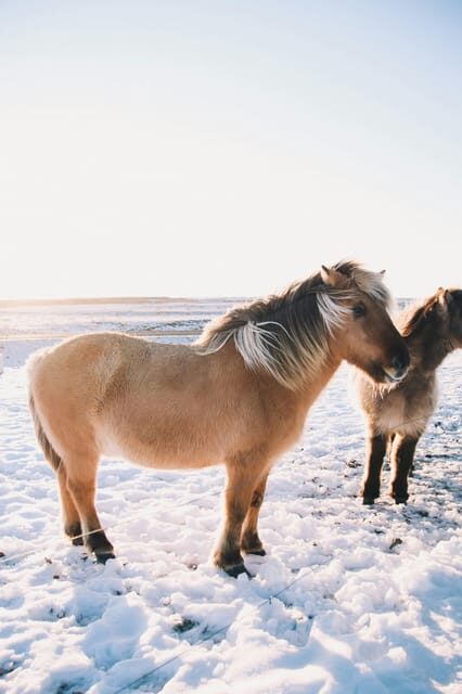 Iceland: Christmas Golden Circle Tour with Santa - The Experience: A Detailed Look at the Tour
