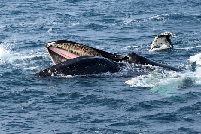 Iceland Super Saver: Northern Lights Cruise Plus Whale-Watching Tour From Reykjavik - About Your Stay