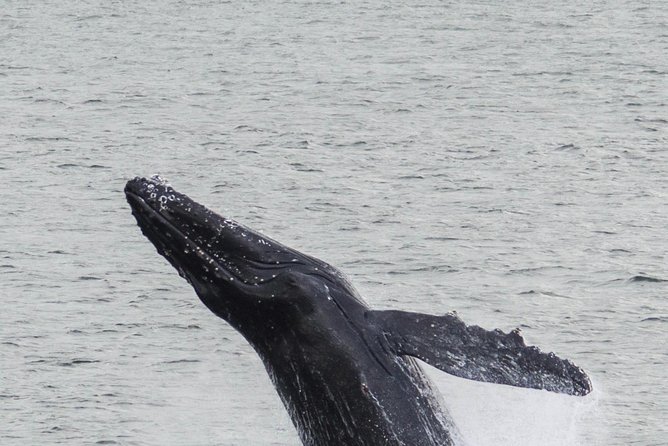 Iceland Super Saver: Northern Lights Cruise Plus Whale-Watching Tour From Reykjavik - Wildlife Encounters: What Marine Life Can You See?