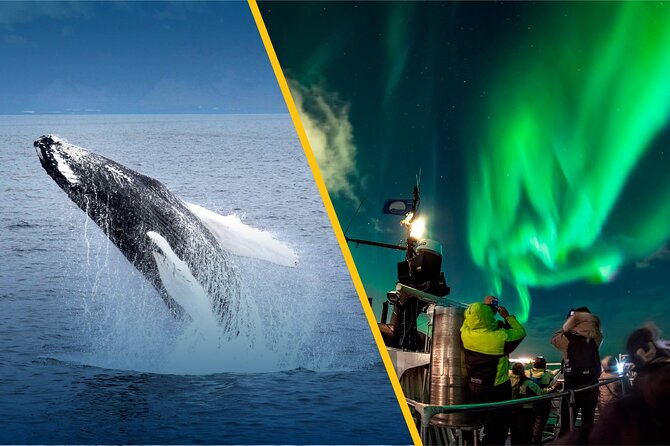 Iceland Super Saver: Northern Lights Cruise Plus Whale-Watching Tour From Reykjavik - Learning on the Go: Educational Insights From Expert Guides