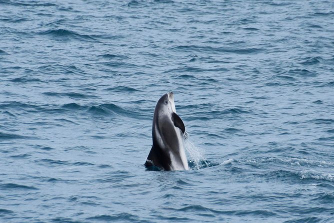 Iceland Super Saver: Northern Lights Cruise Plus Whale-Watching Tour From Reykjavik - Customer Experiences: Real Feedback From Recent Tour Participants