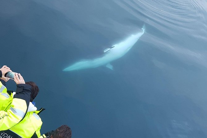 Iceland Super Saver: Puffin Cruise Plus Whale-Watching Tour From Reykjavik - Whale-Watching Tour Details