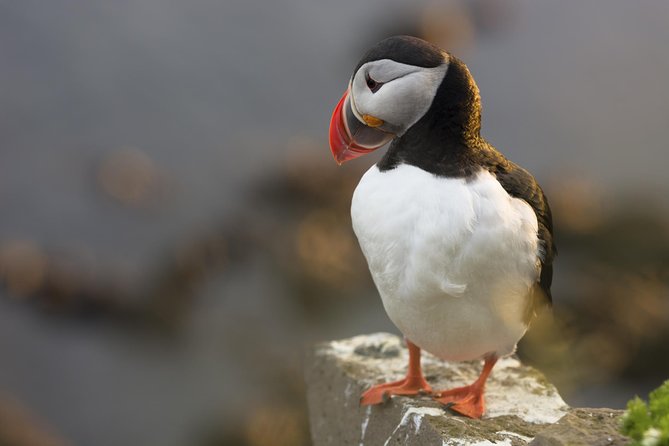 Iceland Super Saver: Puffin Cruise Plus Whale-Watching Tour From Reykjavik - Included Amenities
