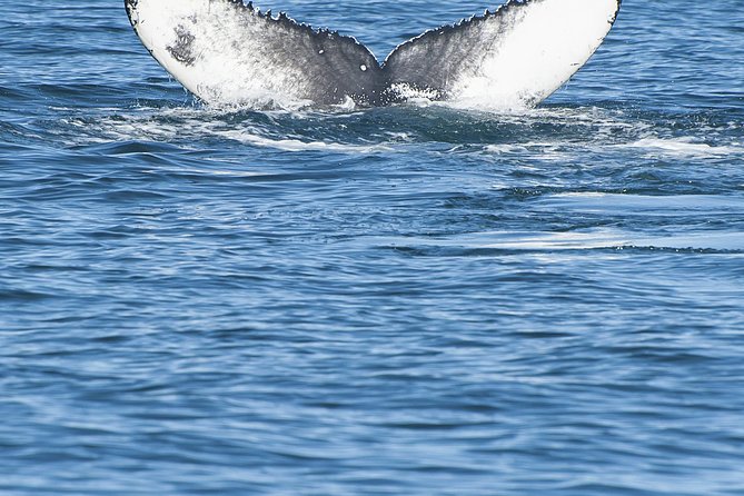 Iceland Super Saver: Puffin Cruise Plus Whale-Watching Tour From Reykjavik - Negative Customer Experiences