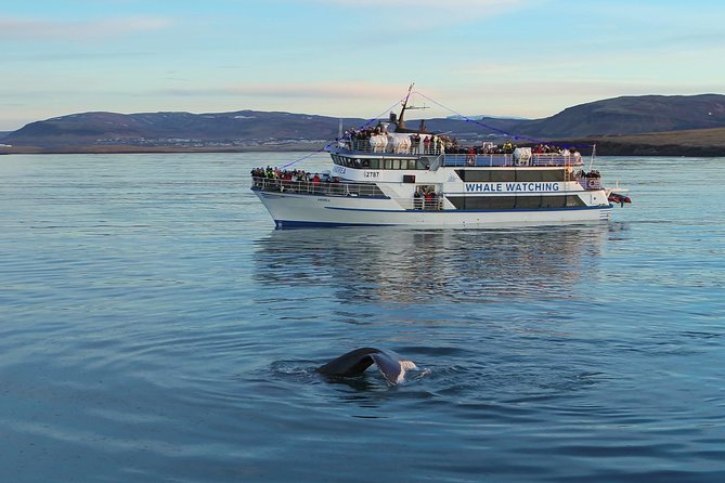 Icelandic Horse Riding and Whale Watching Tour From Reykjavik - Gear and Attire for Comfortable Adventure