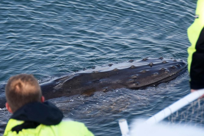 Icelandic Horse Riding and Whale Watching Tour From Reykjavik - Accessibility and Age/Weight Considerations