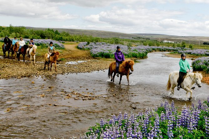 Icelandic Horseback Riding Tour Including Pick Up from Reykjavik - An In-Depth Look at the Experience
