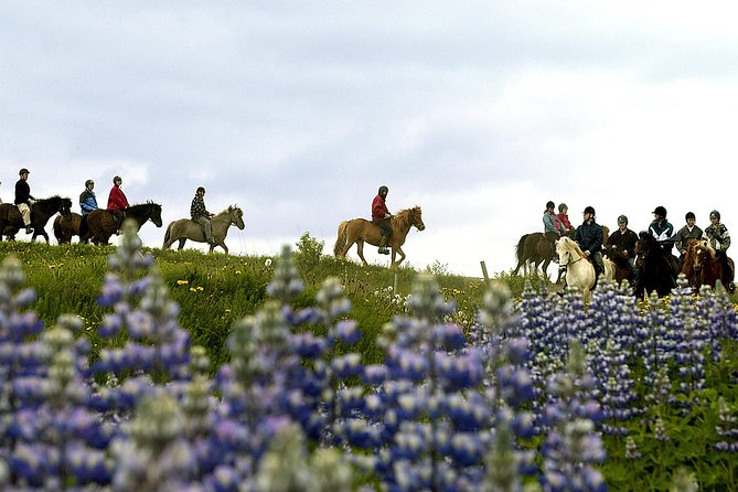 Icelandic Horseback Riding Tour Including Pick Up from Reykjavik - FAQ
