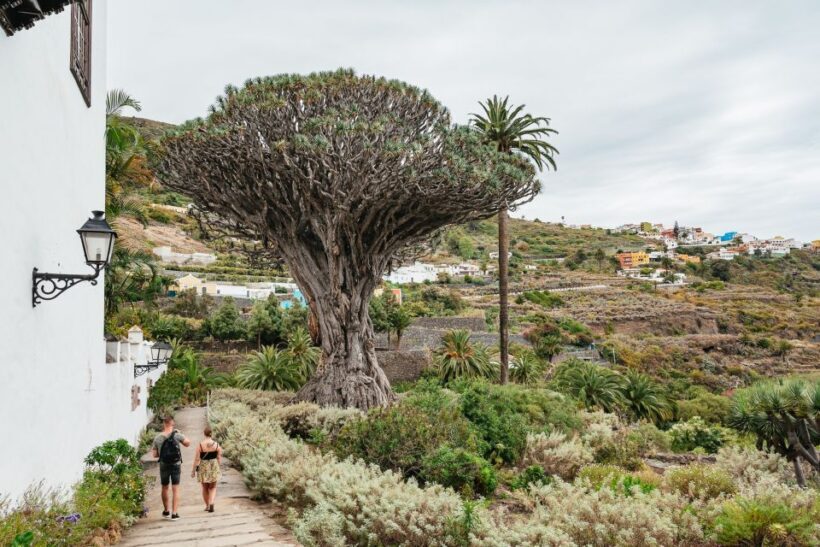 Icod de los Vinos: Dragon Tree & Botanical Garden Ticket - Icod de los Vinos: Dragon Tree & Botanical Garden Ticket – A Practical Guide