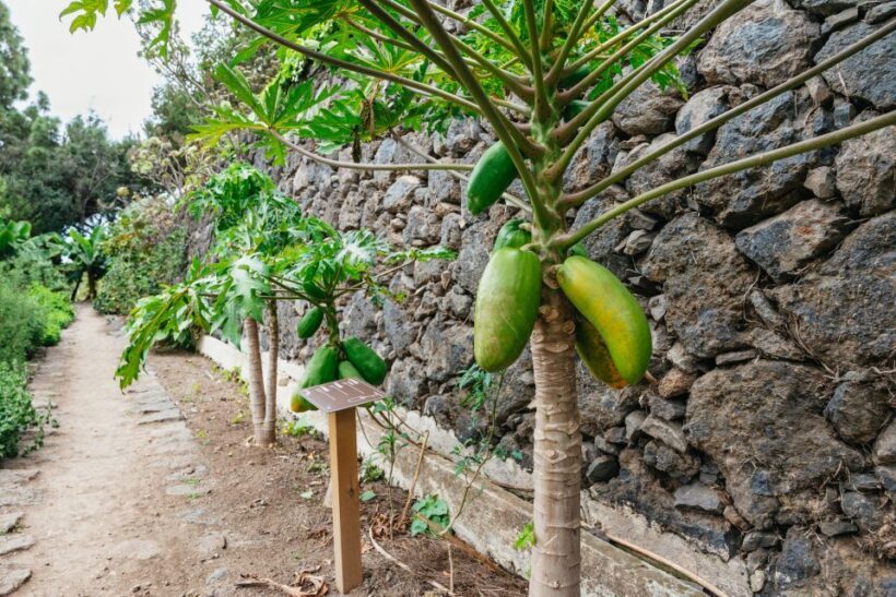 Icod de los Vinos: Dragon Tree & Botanical Garden Ticket - Practical Details and Tips