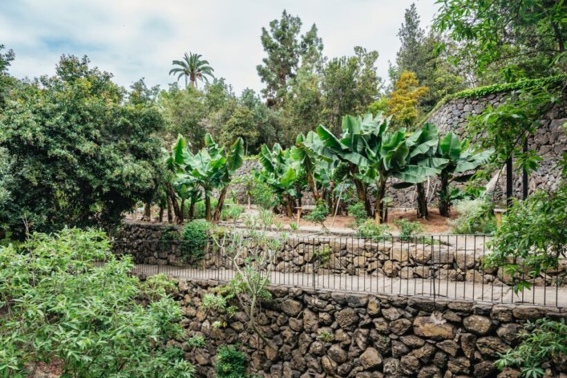 Icod de los Vinos: Dragon Tree & Botanical Garden Ticket - Who Should Consider This Tour?