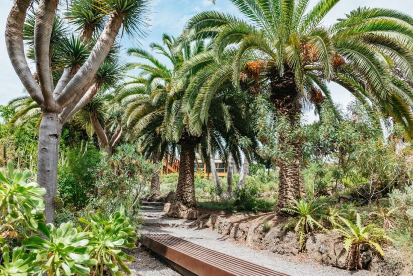 Icod de los Vinos: Dragon Tree & Botanical Garden Ticket - The Sum Up