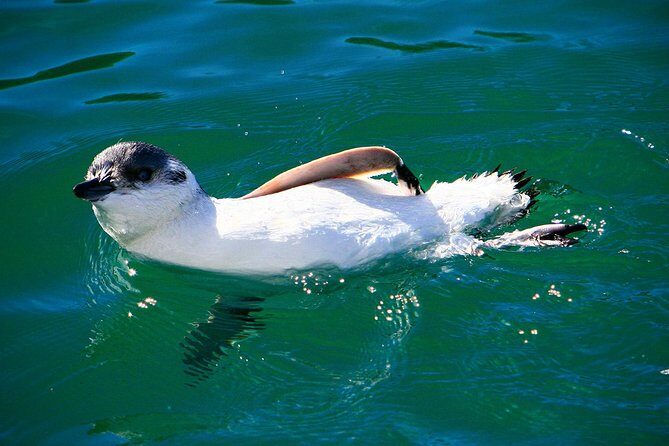 Iconic Wildlife Tour with Yellow Eyed Penguins & Royal Albatross - What to Expect from the Itinerary