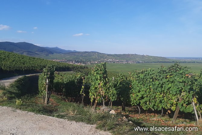 ICONICS Tour: 1/2 Day on the Wine Route, Visit of 2 Villages + Tasting. - Visiting Hunawhir, Riquewihr, and Eguisheim