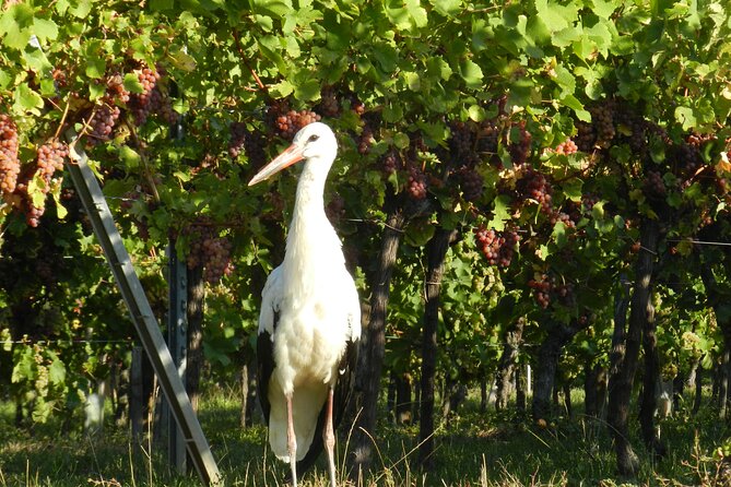 ICONICS Tour: 1/2 Day on the Wine Route, Visit of 2 Villages + Tasting. - Guest Reviews and Feedback