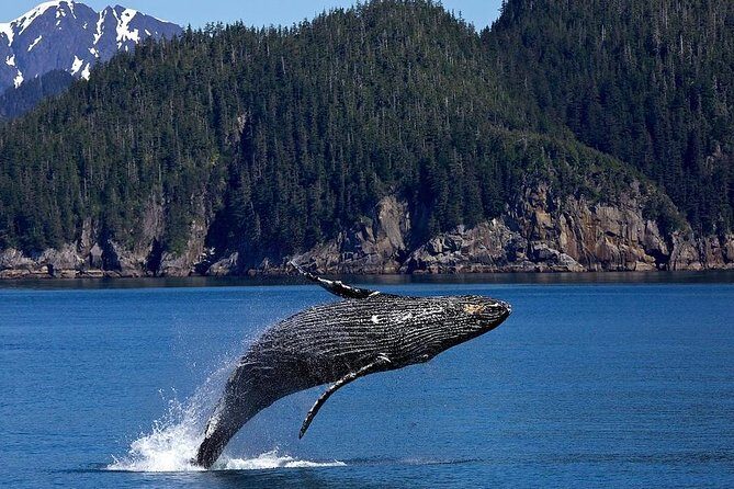 Icy Strait Shore Excursion: Whale Watching Adventure Tour - Is the Price Worth It?
