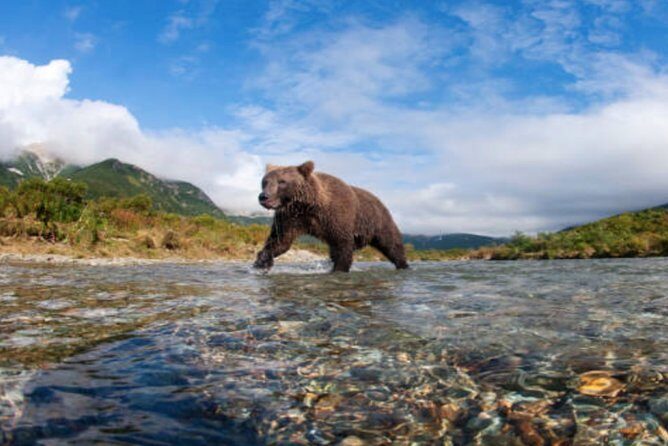 Icy Strait Small Group Shore Excursion: We're going on a bear hunt! - An In-Depth Look at the Tour Experience