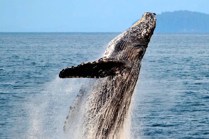 Icy Strait Whale & Wildlife Endeavor - Meeting and Pickup Information