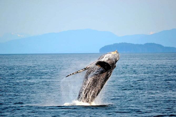 Icy Strait Whale & Wildlife Endeavor - Wildlife Experience and Sightings
