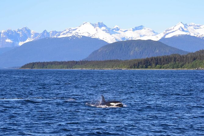 Icy Strait Whale & Wildlife Endeavor - Customer Reviews and Testimonials