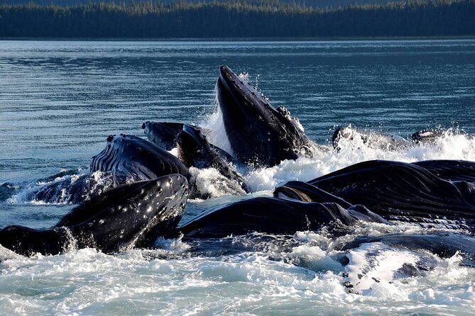 Icy Strait Whale & Wildlife Endeavor - Frequently Asked Questions