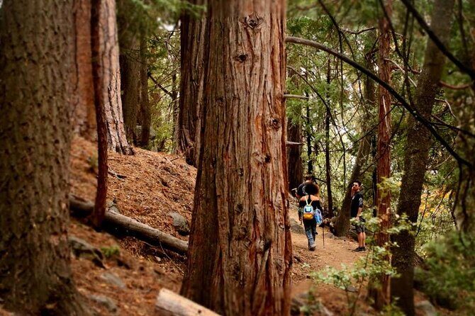 Idyllwild Day Tour - An In-Depth Look at the Tour Experience
