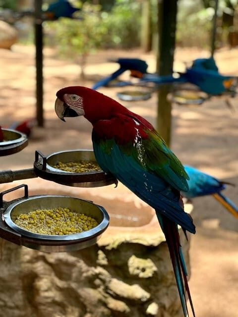 Iguazu Falls: 2-Day Combo to Argentine/Brazilian/Bird Park - Exploring Iguazu Falls: What to Expect