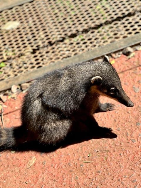 Iguazu Falls: 2-Day Combo to Argentine/Brazilian/Bird Park - The Sum Up