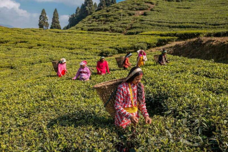 Ilam: 7-Day Luxury Tea Garden Stay in Illam - The Practicalities
