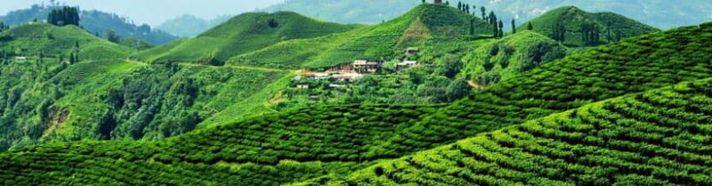 Ilam: 7-Day Luxury Tea Garden Stay in Illam - The Value of Authenticity and Comfort