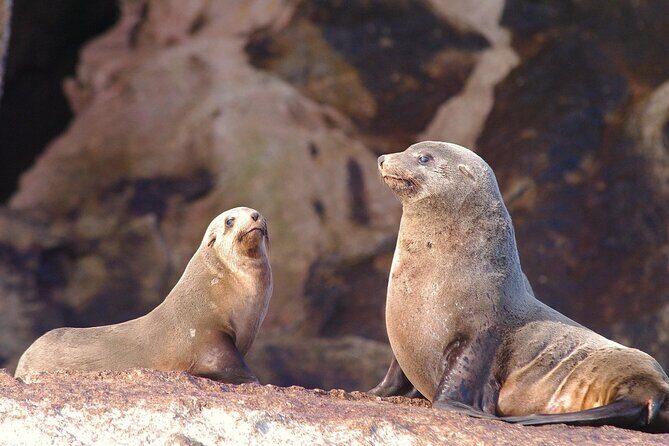Ile Des Phoques and Maria Island Cruise and Walk Day Tour with Lunch - Key Points