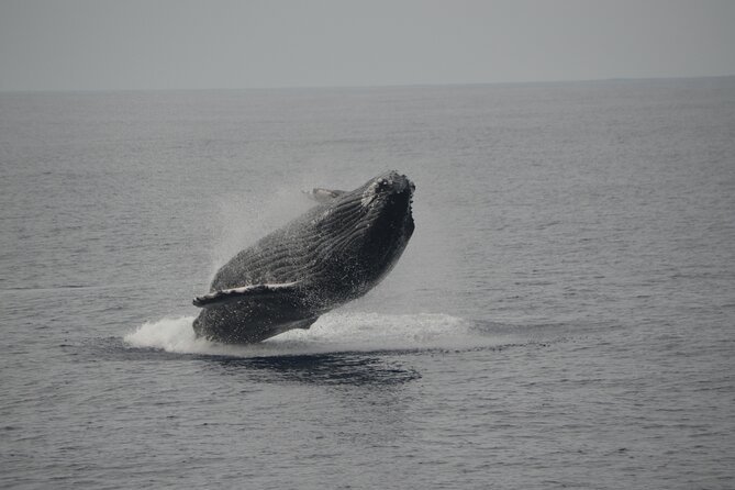 'Imiloa Express Whale Watch and Cocktail Tour - FAQs