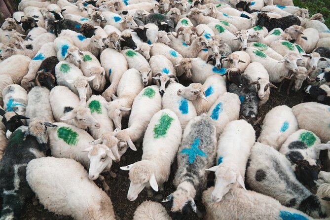 Immersive 2-Day Tour/Homestay with Shepherds in the Albanian Alps - FAQs