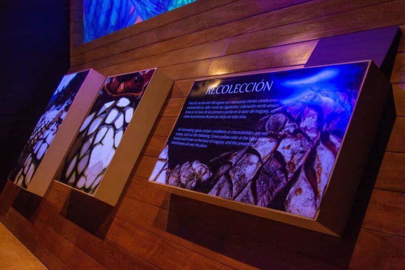 Immersive Experience & Tequila Tasting in Puerto Vallarta - Analyzing the Value