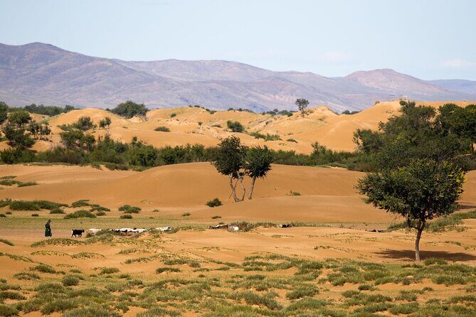 Immersive Mongolian Gobi experience, Camel, Cousine, Stargaze, 2D - Discover Mongolia’s Gobi in Two Days: A Balanced Look at an Authentic Adventure