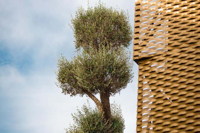 Immersive Oil Tourism in AOVELAND by Oleícola Jaén - Overview of Oleícola Jaén