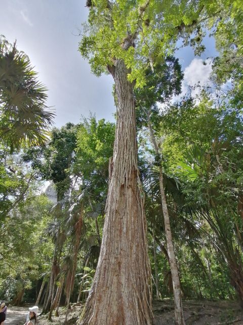 Impressive Tikal from Flores with Lunch - Final Thoughts