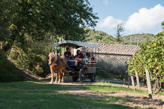 In a Carriage Among the Vineyards, Visit of the Cellar, Tasting of Organic Wines. - Tasting Organic Wines